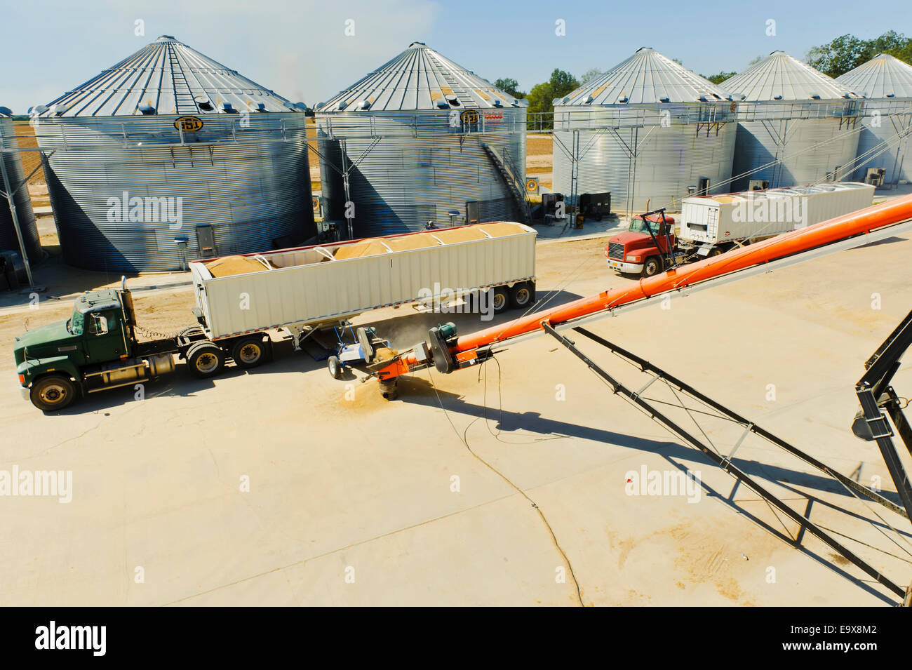 Trucks coming from the field loaded with rice await unloading; McGehee ...