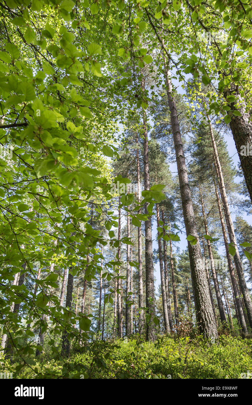 Seasons of scotland hi-res stock photography and images - Alamy