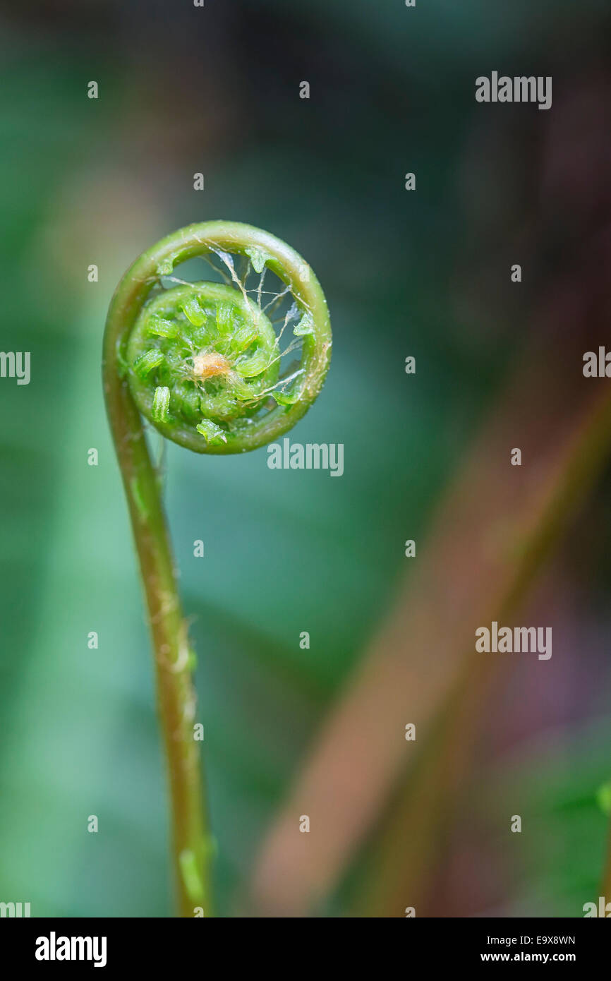 Hard Fern in Spring at Reelig Glen in the Scottish Highlands Stock ...