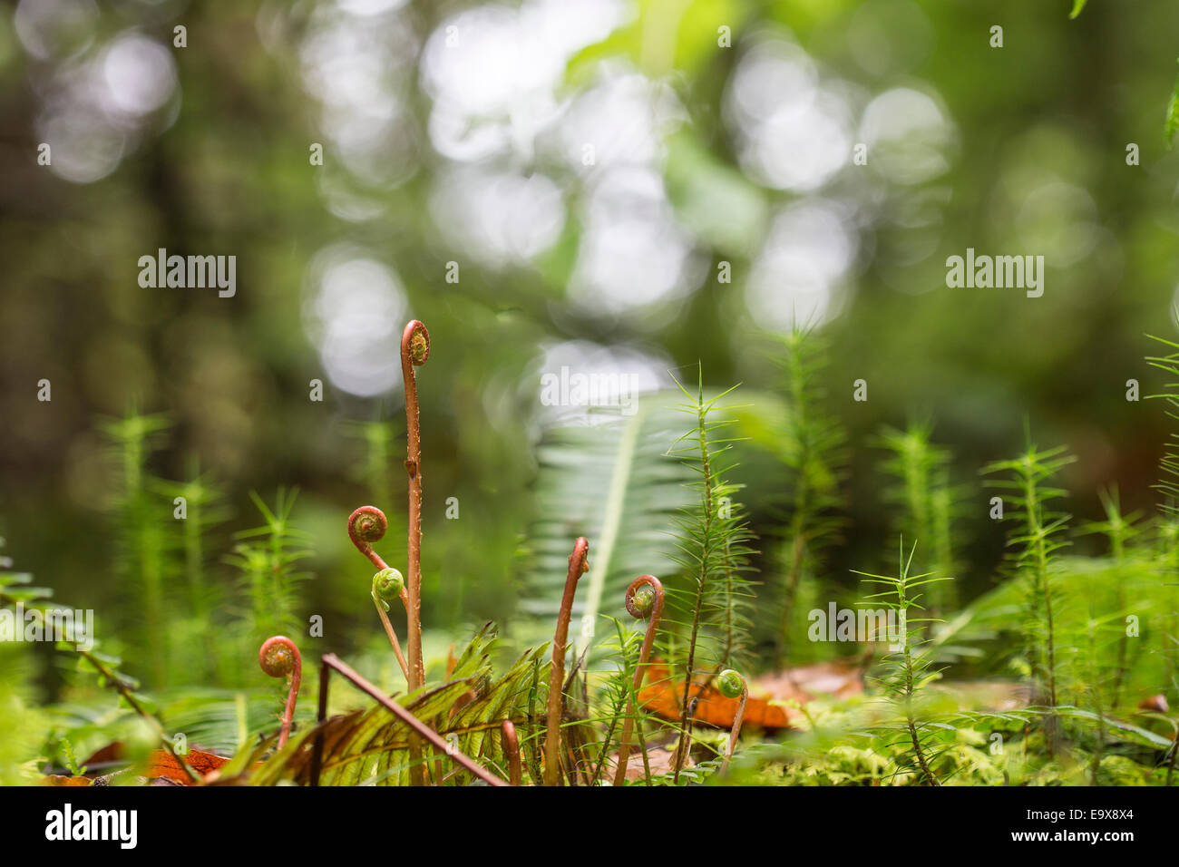 Hard Fern in Spring at Reelig Glen in the Scottish Highlands Stock ...