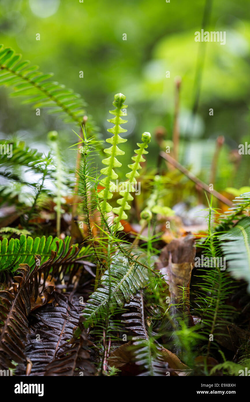 Hard Fern in Spring at Reelig Glen in the Scottish Highlands Stock ...