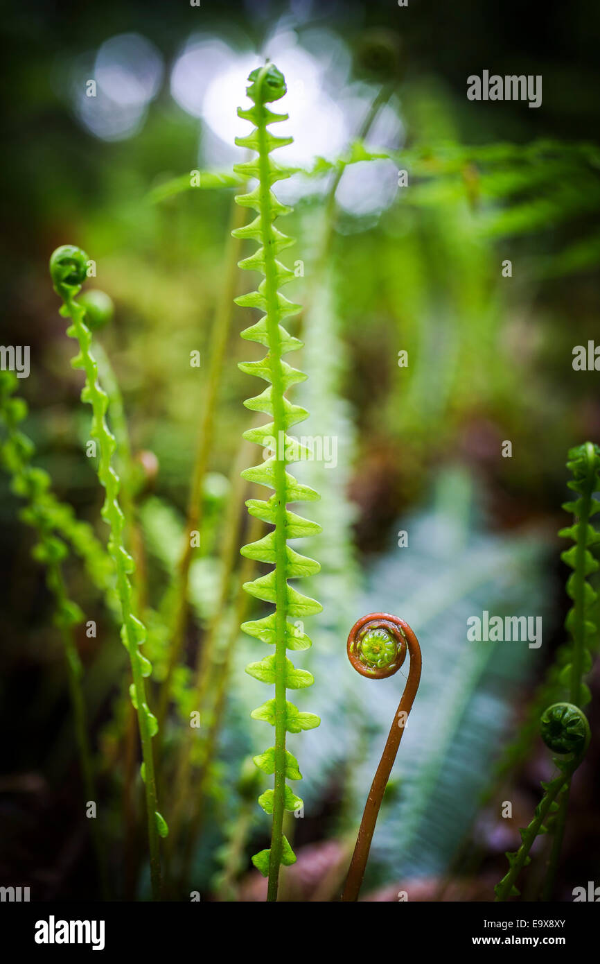 Hard Fern in Spring at Reelig Glen in the Scottish Highlands Stock ...