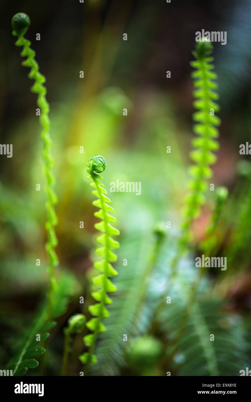 Hard Fern in Spring at Reelig Glen in the Scottish Highlands Stock ...