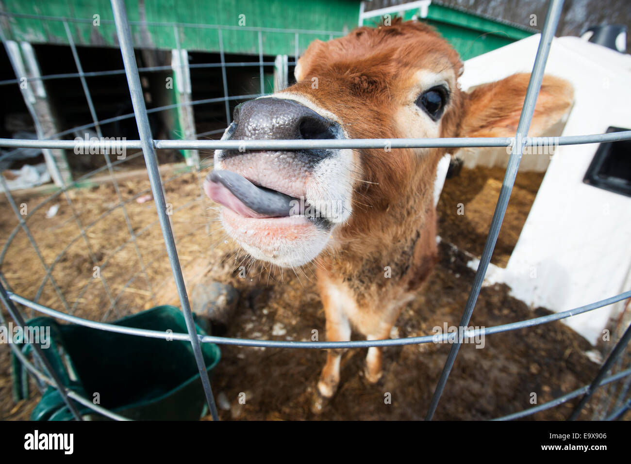 Curved tongue hi-res stock photography and images - Alamy