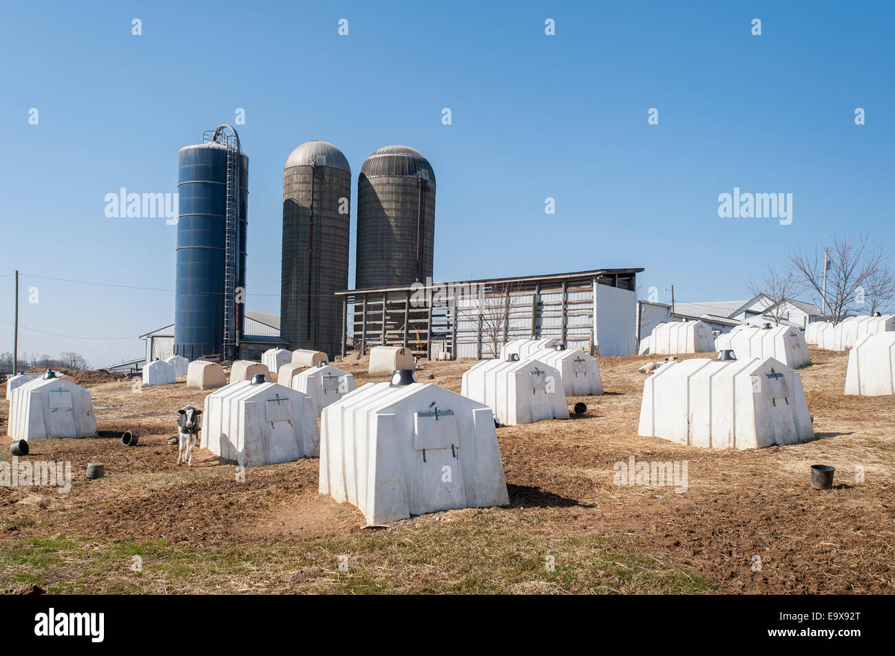 Silos and calf pens at a farm in Harford County; Monkton, Maryland ...