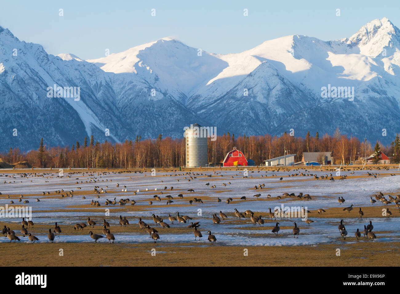 Alaska,Golf Course,Snow Geese Stock Photo - Alamy