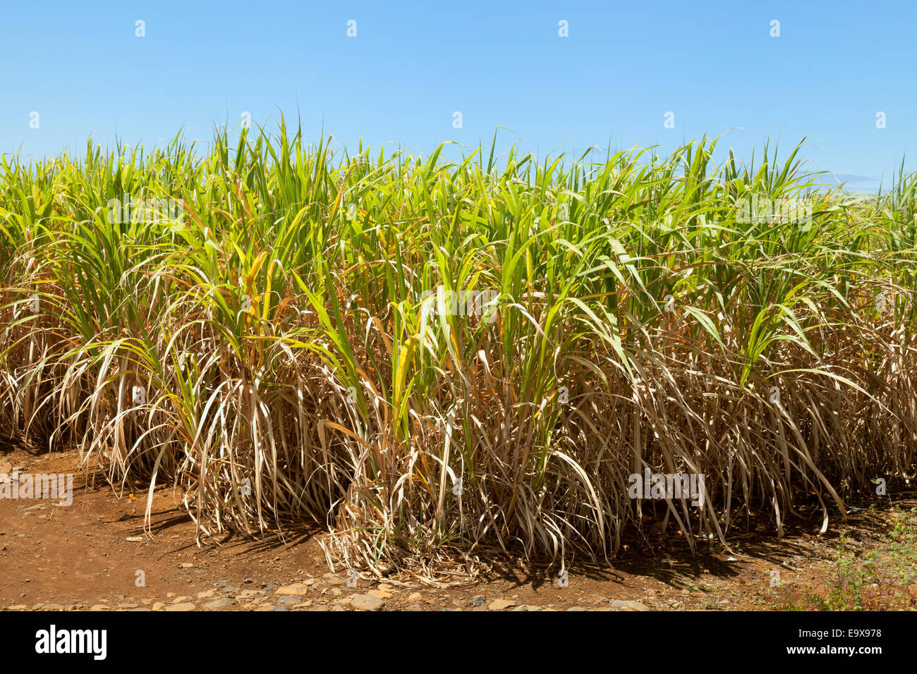 Sugar cane field hi-res stock photography and images - Alamy