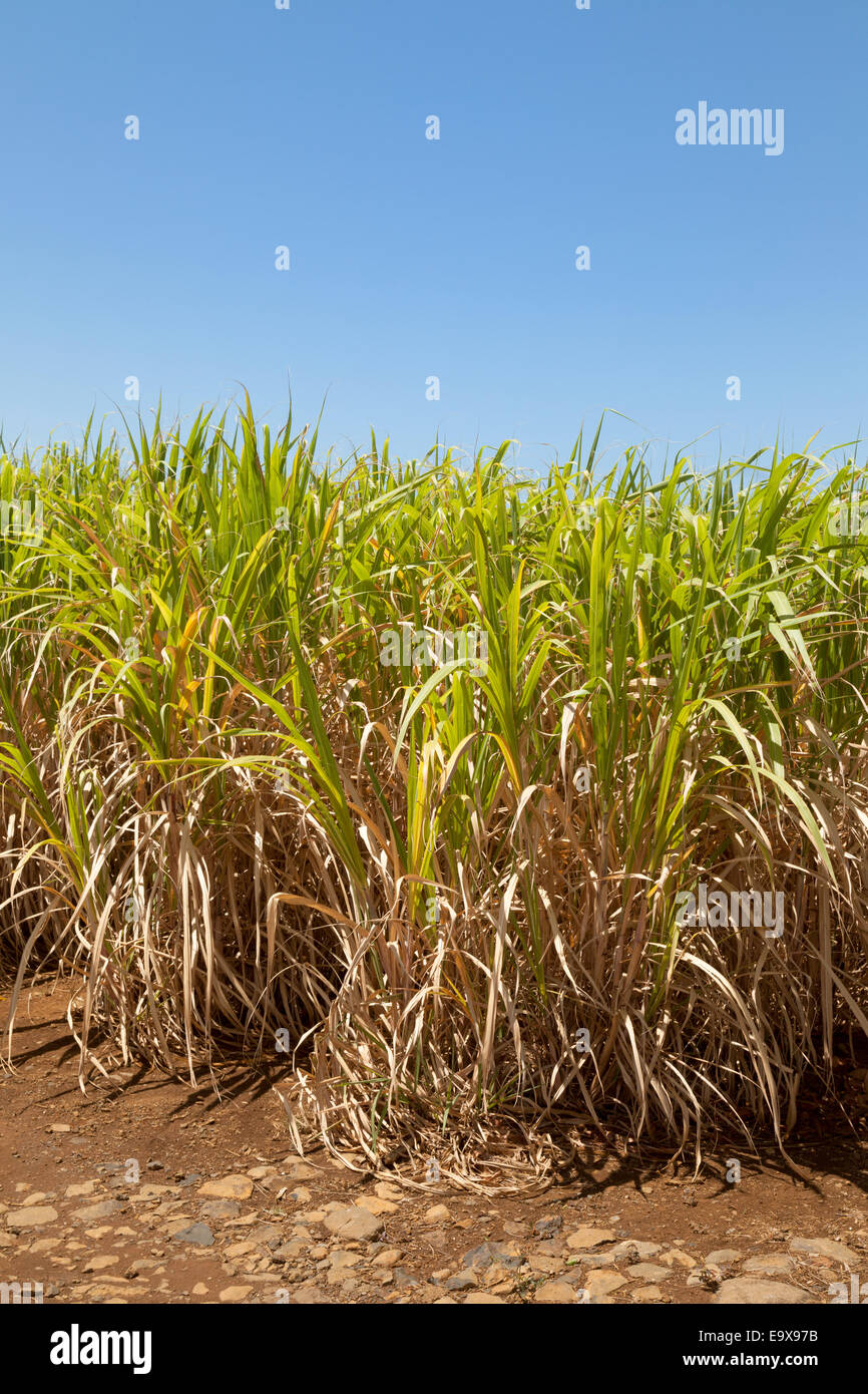 Sugar cane field hi-res stock photography and images - Alamy