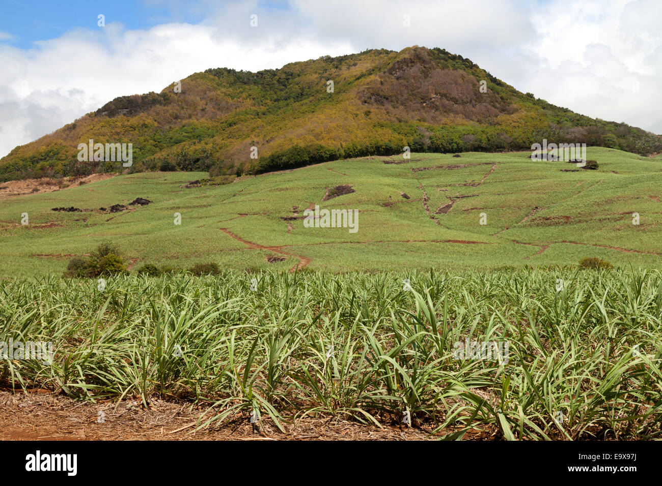 Mauritius countryside - mountains and sugar cane field, Flacq ...