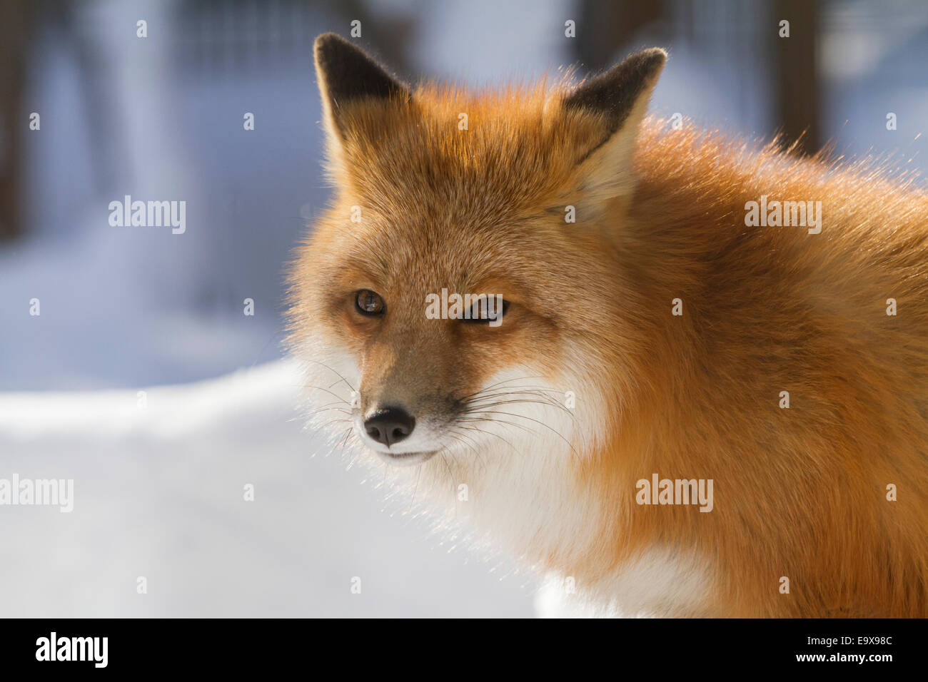 An adult Red fox in the Anchorage area of Alaska. Winter. Southcentral ...