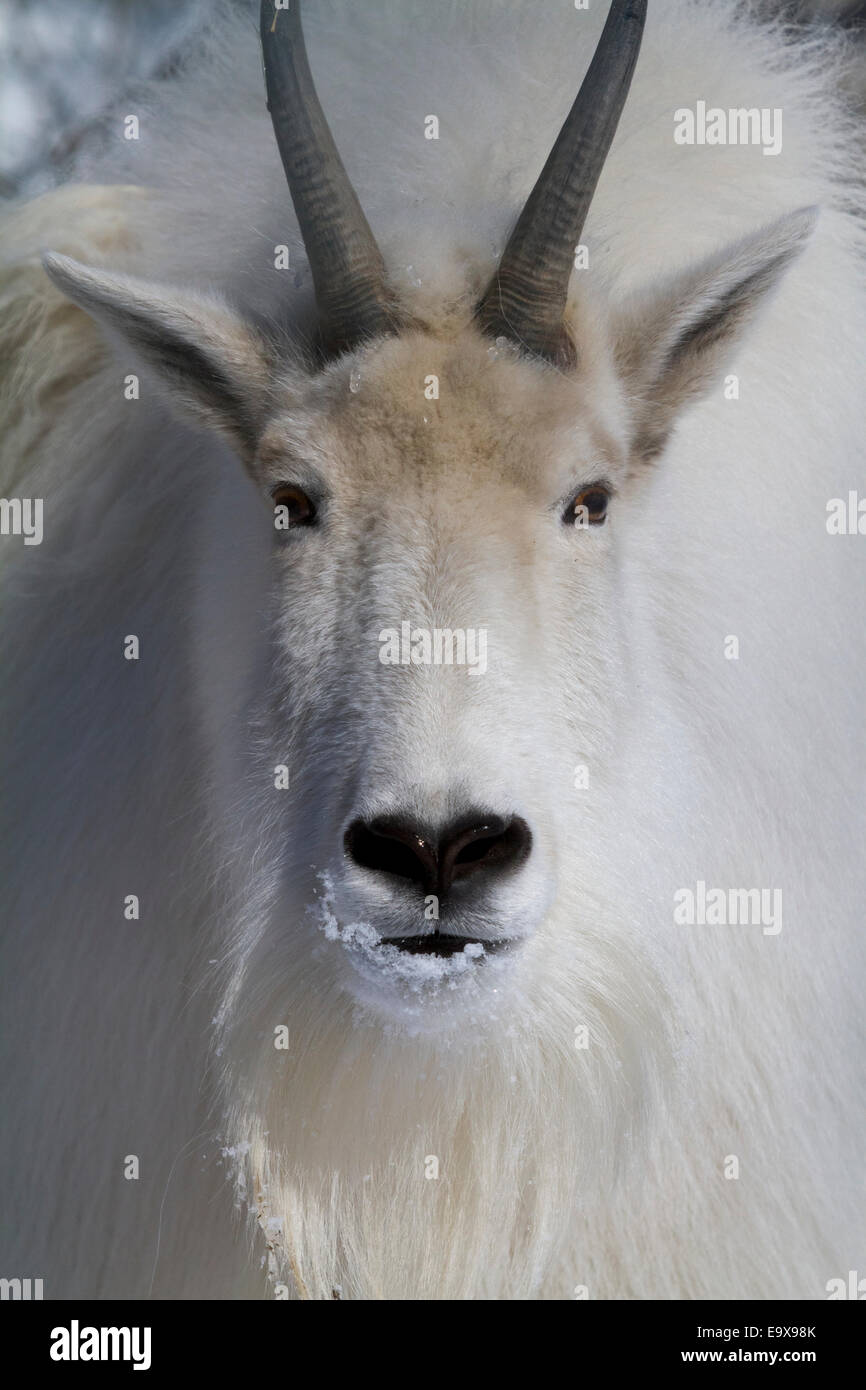 Female mountain portrait alaska wildlife hi-res stock photography and ...