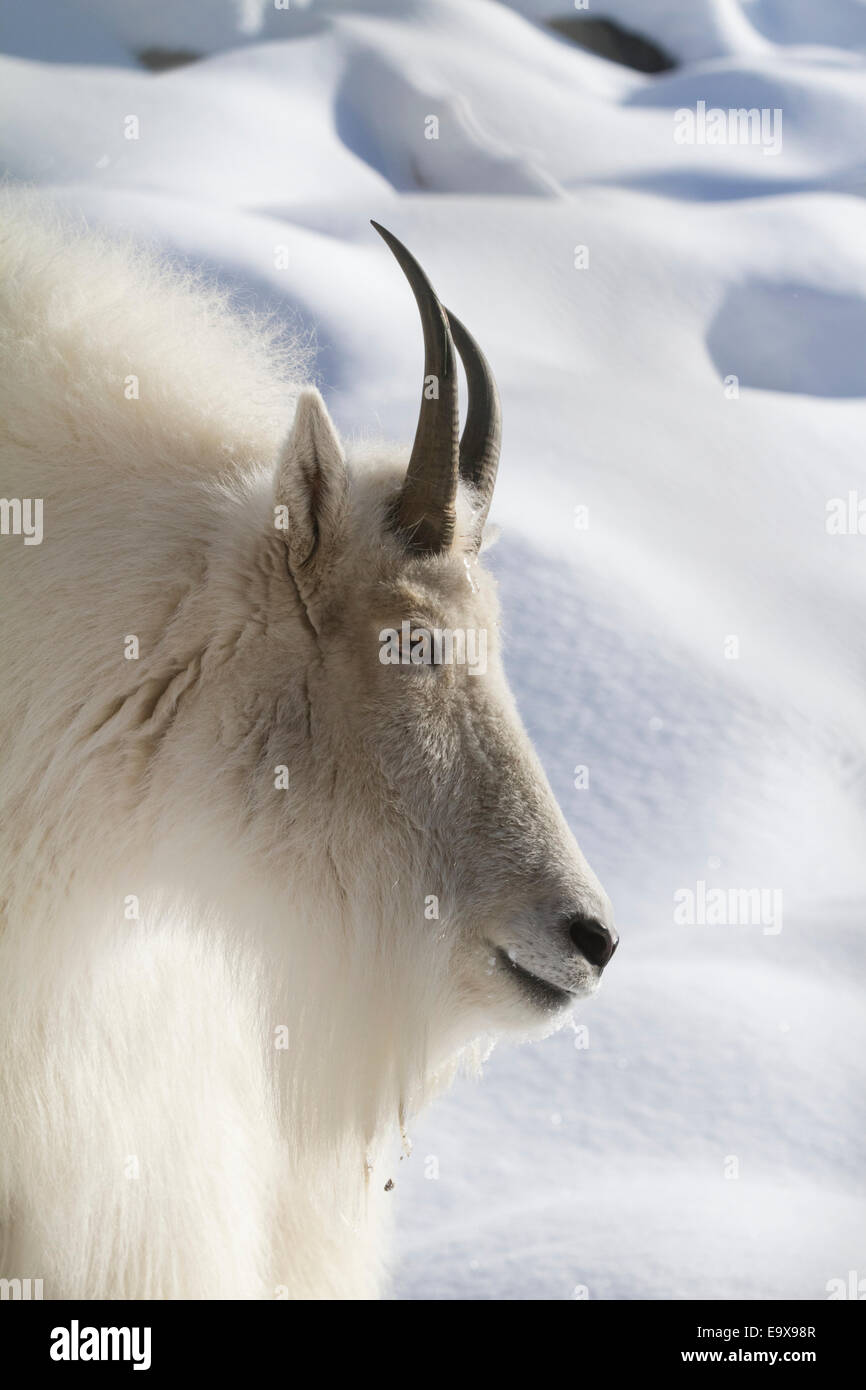 Adult Mountain goat. Female. Southcentral Alaska. Winter. Goat Stock ...