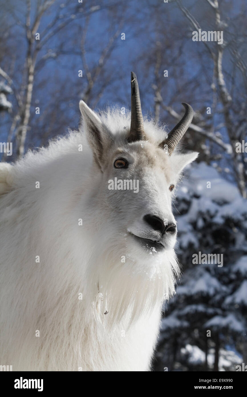 Adult Mountain goat. Female. Southcentral Alaska. Winter. Goat Stock ...