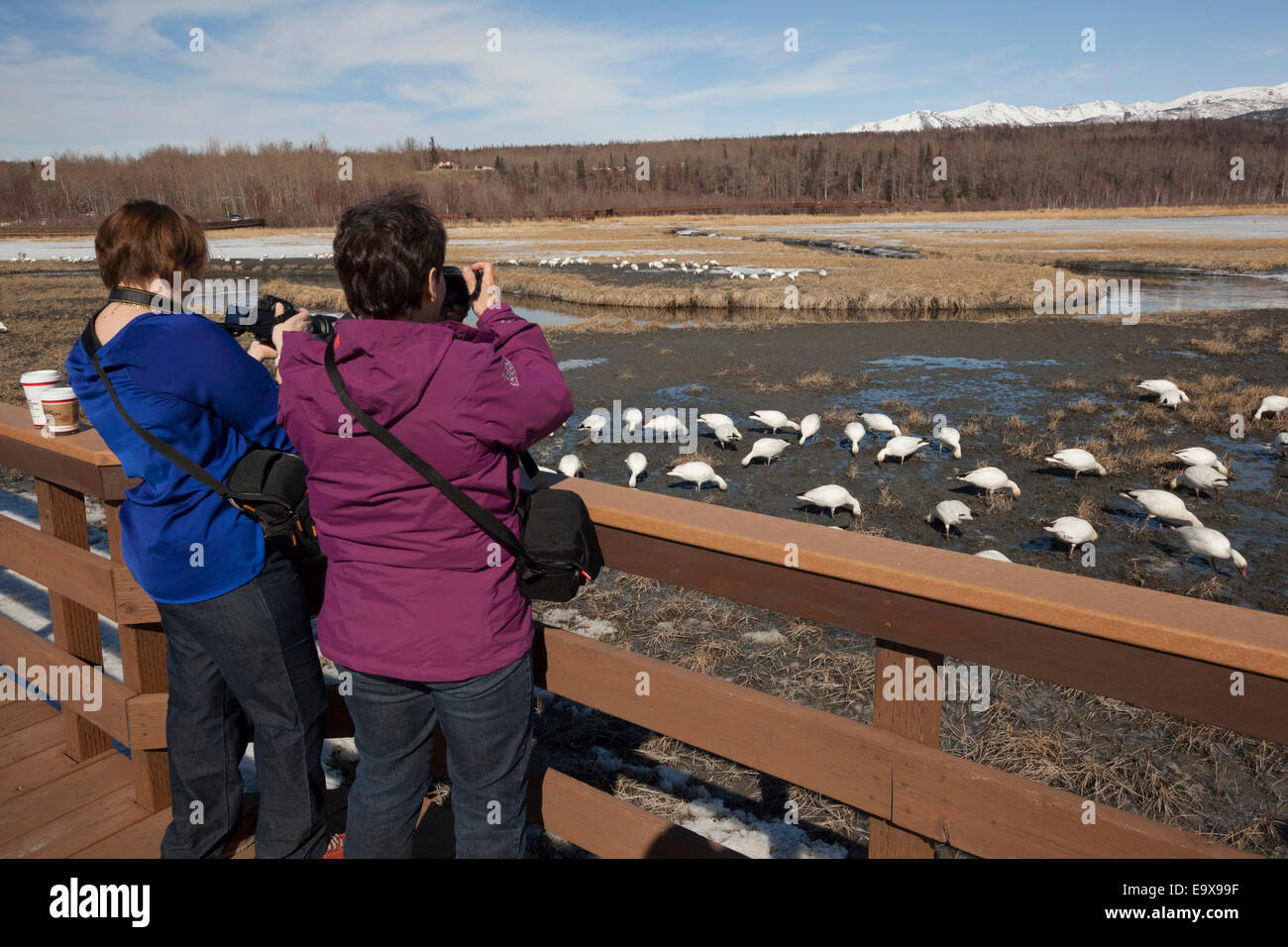 Bird,Anchorage,lesser snow geese Stock Photo - Alamy