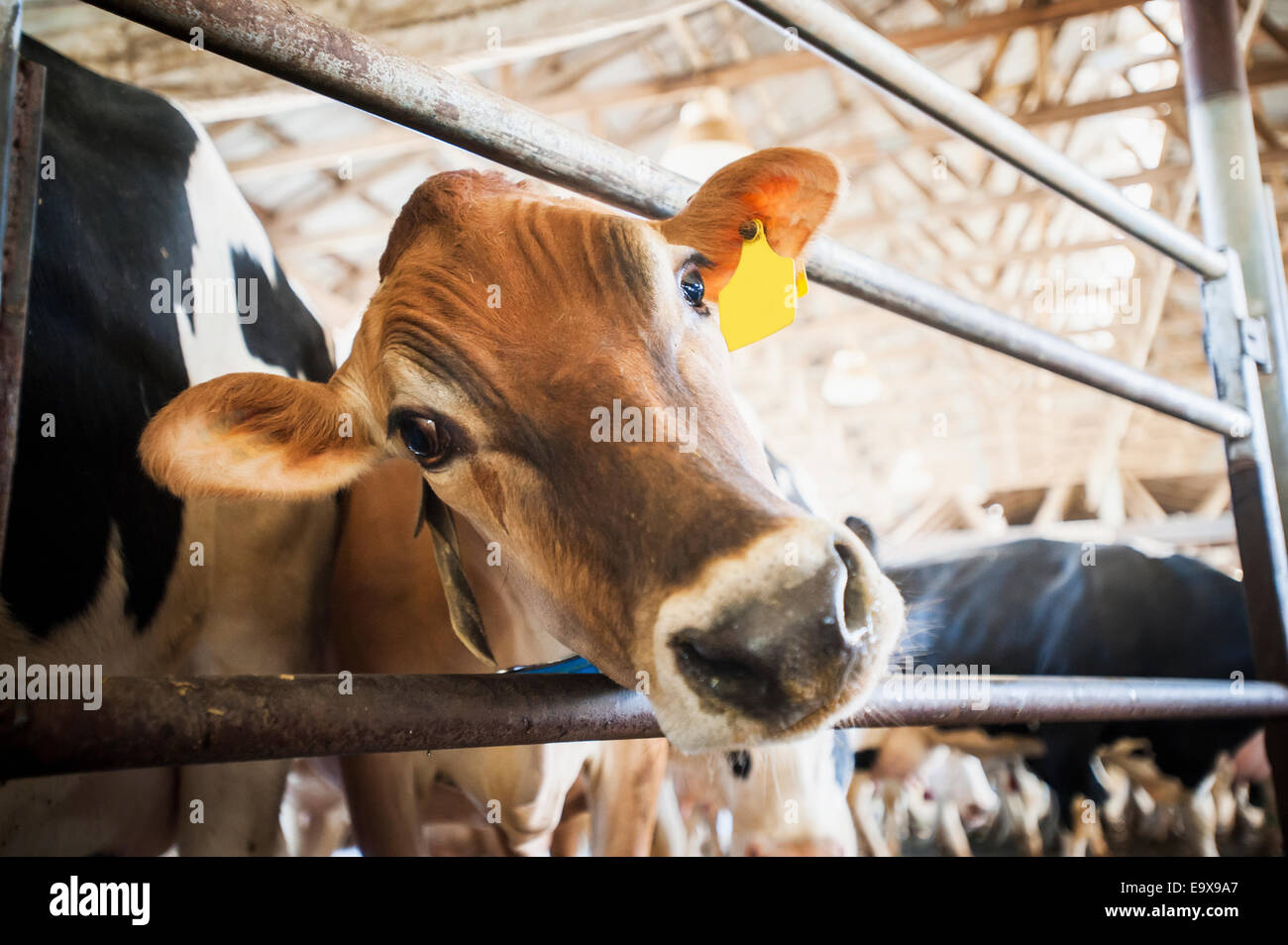 A dairy cow with a tag in it's ear; Ridgely, Maryland, United States of ...