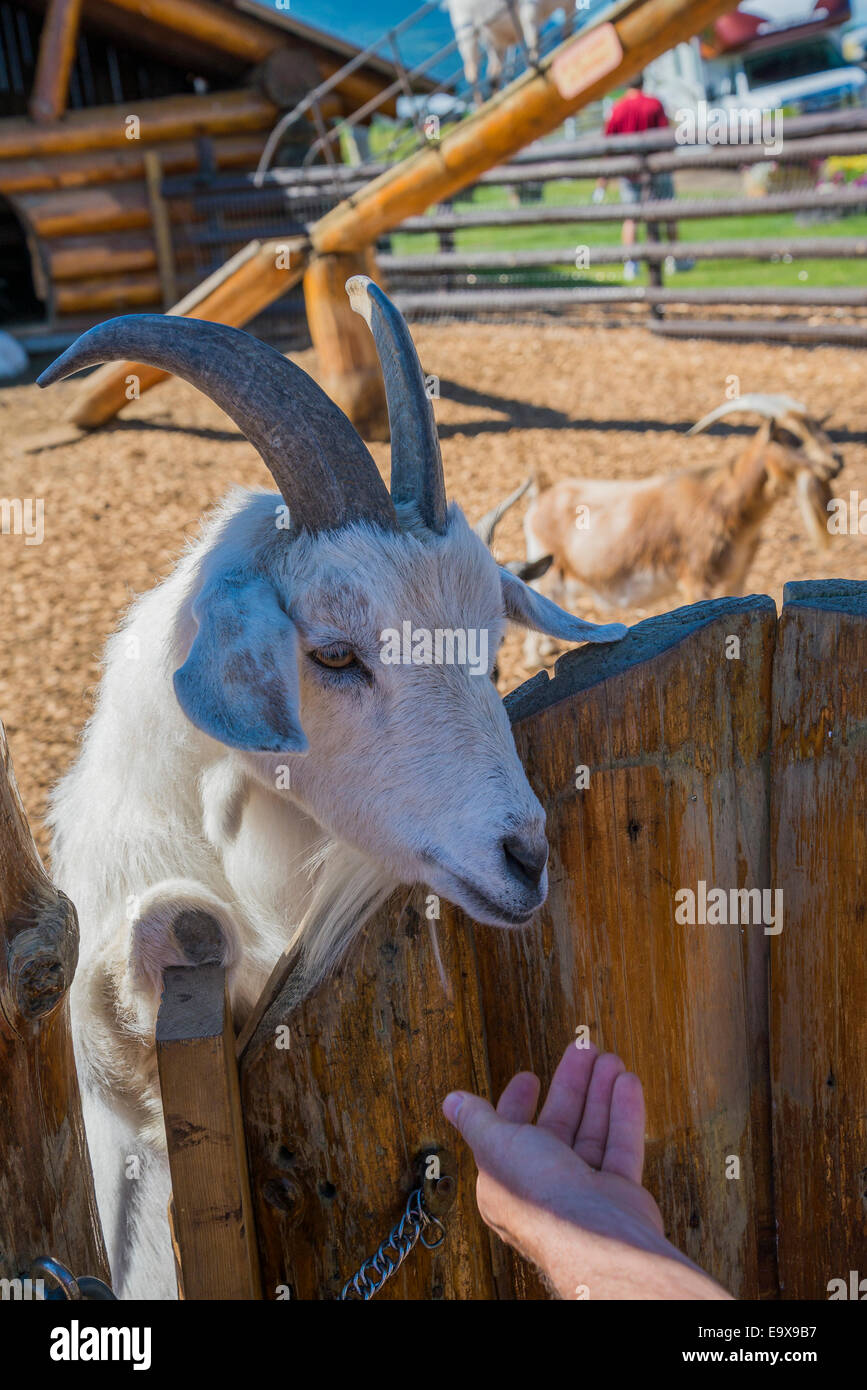 Goat at the Log Barn, roadside attraction and store, Armstrong ...