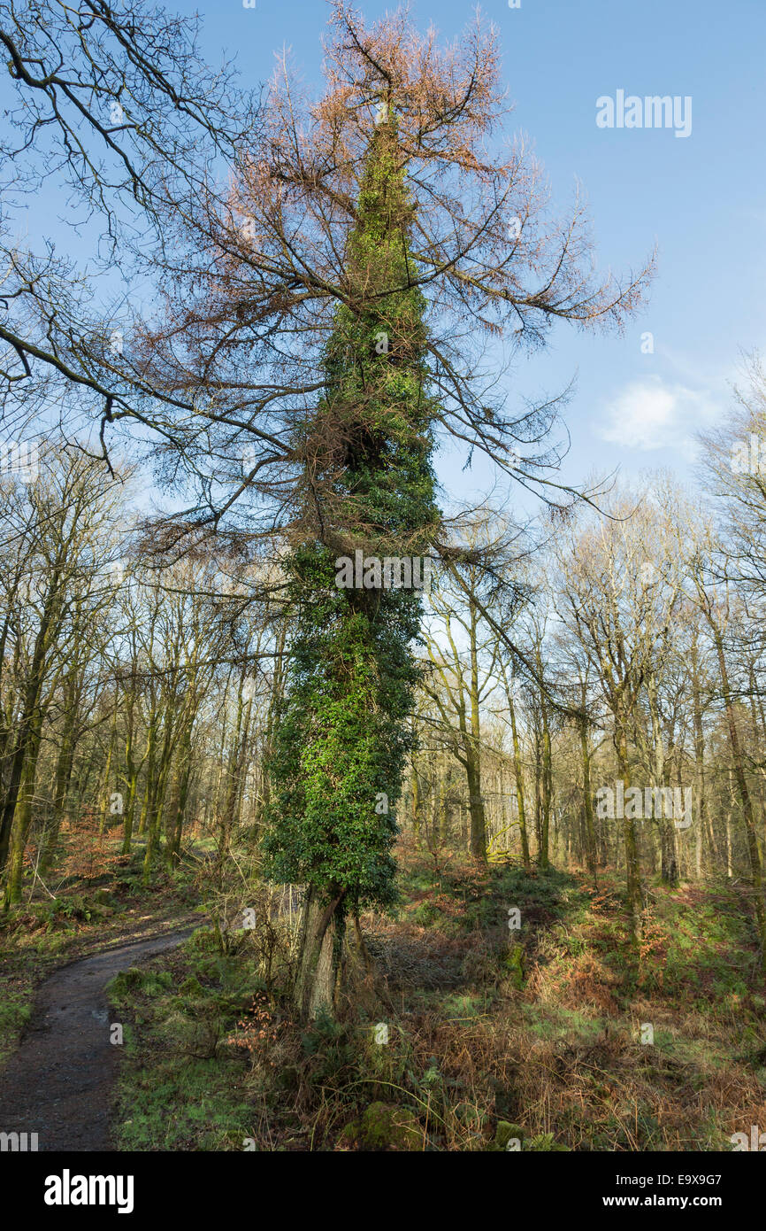 Ivy clad trees hi-res stock photography and images - Alamy