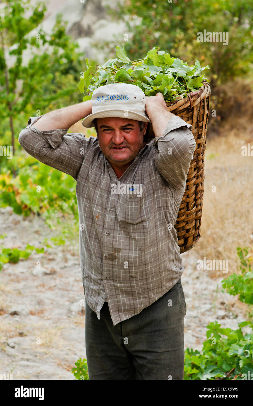 Grape yield carried in a basket at harvest; Cappadocia, Turkey Stock ...