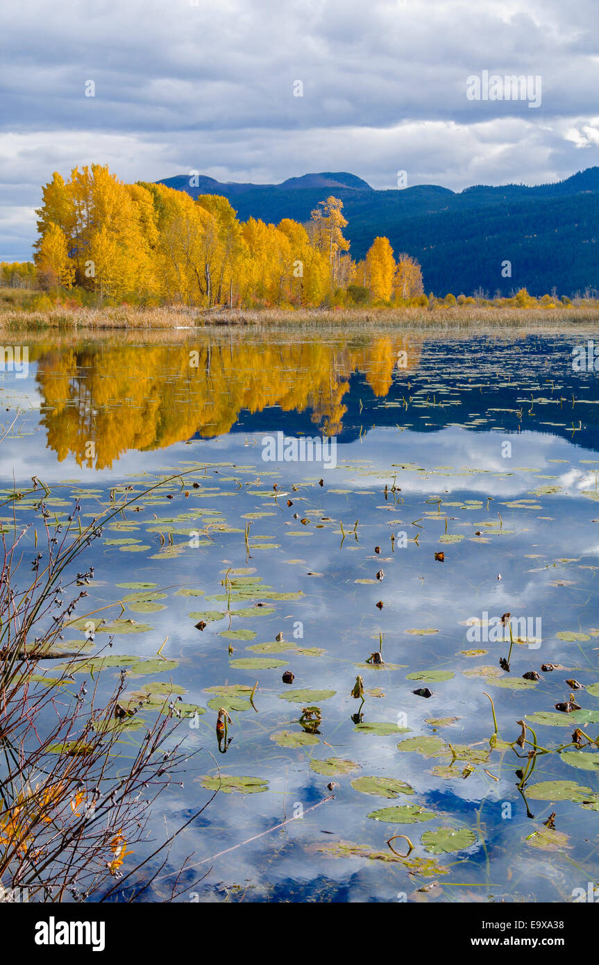 British wetlands hi-res stock photography and images - Alamy