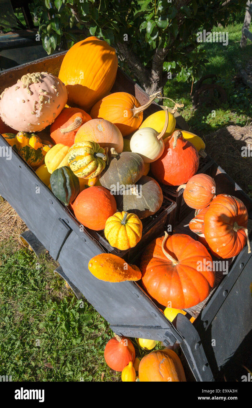 Gourd display, Parson's Fruit Stand, Keremeos, Similkameen Region ...