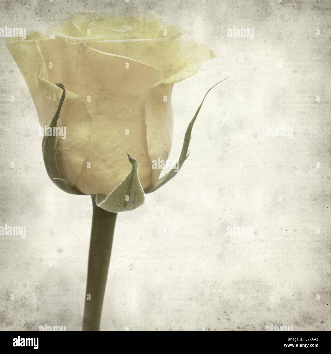 textured old paper background with yellow rose Stock Photo - Alamy