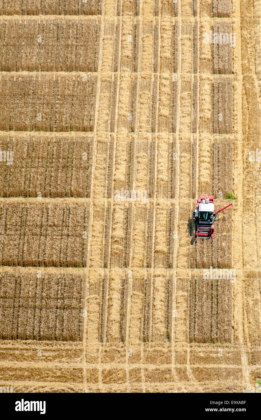 Aerial view of test plot harvest showing geometric patterns in the ...