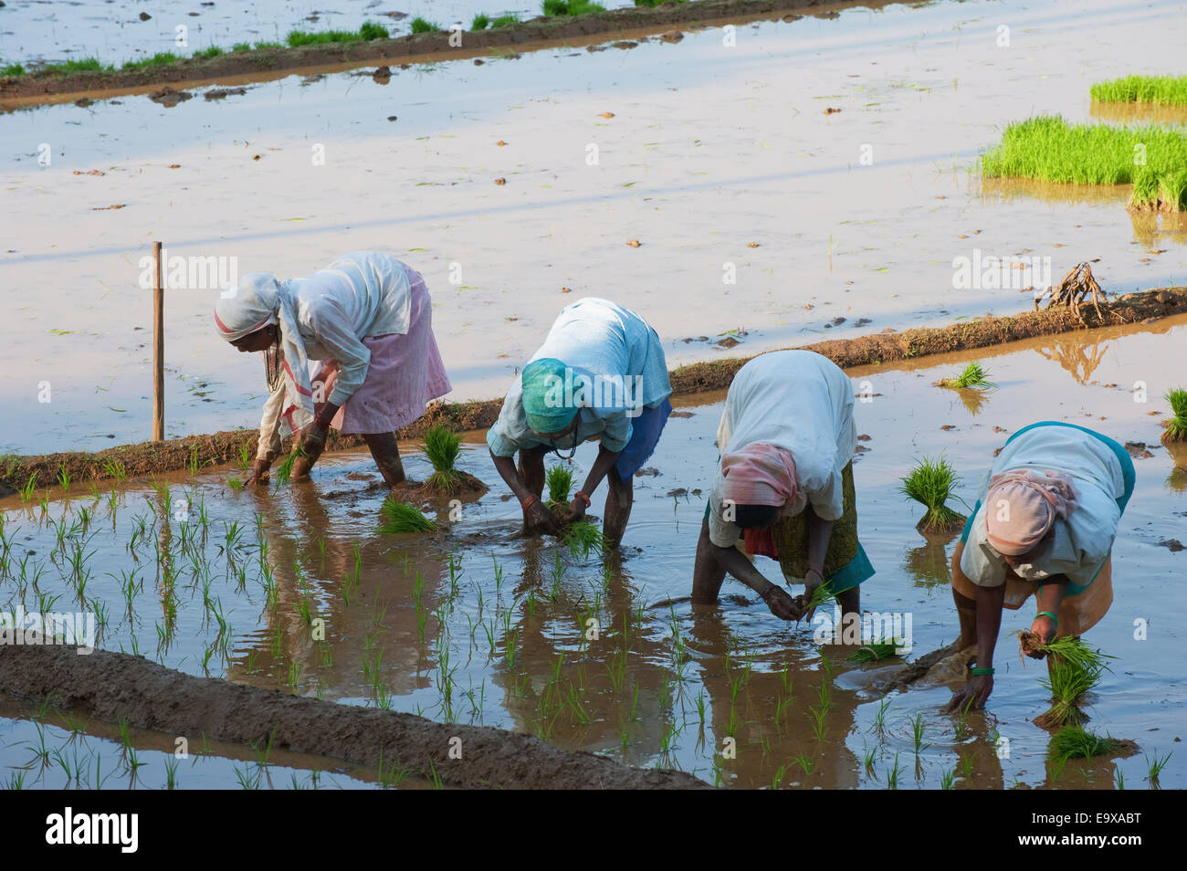 Paddy field goa hi-res stock photography and images - Alamy