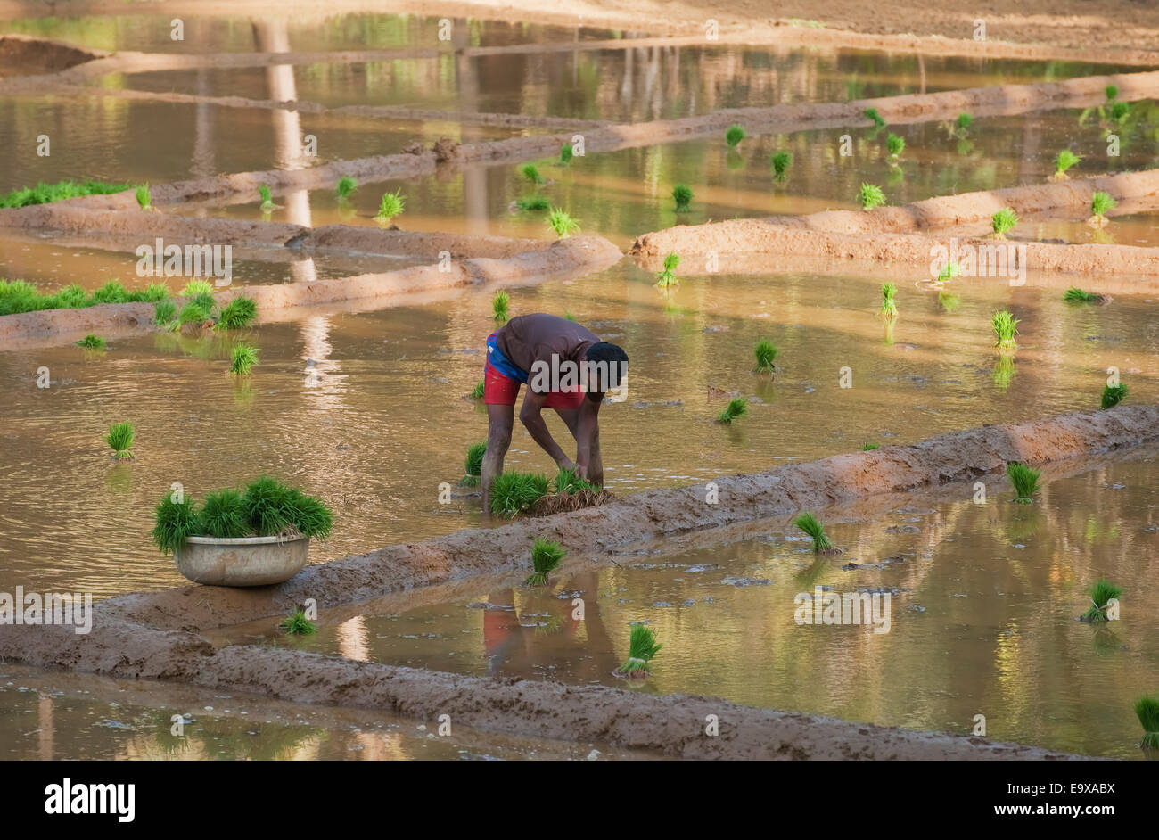 Paddy field goa hi-res stock photography and images - Alamy