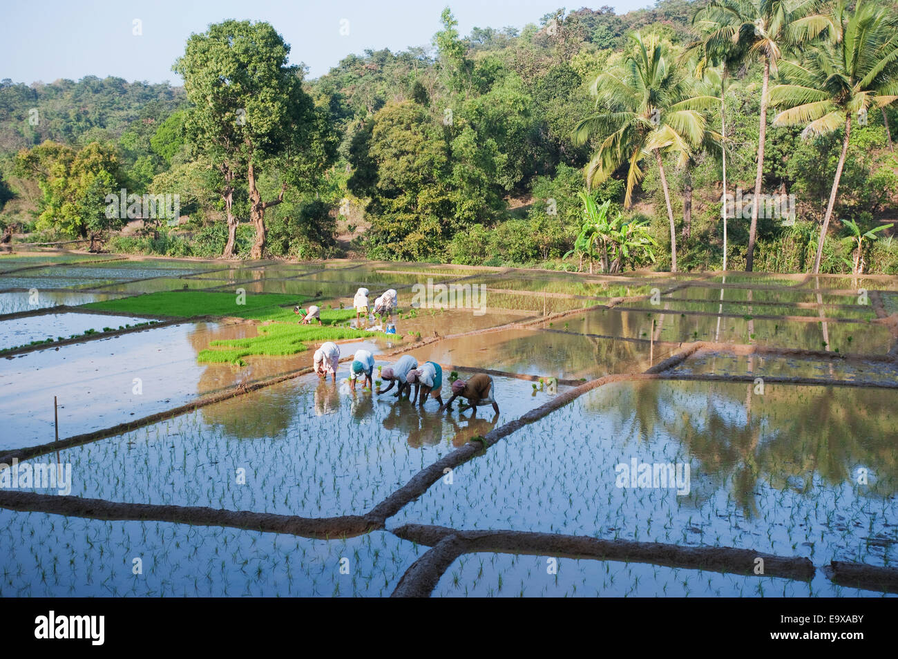 Paddy Field Goa Stock Photos & Paddy Field Goa Stock Images - Alamy