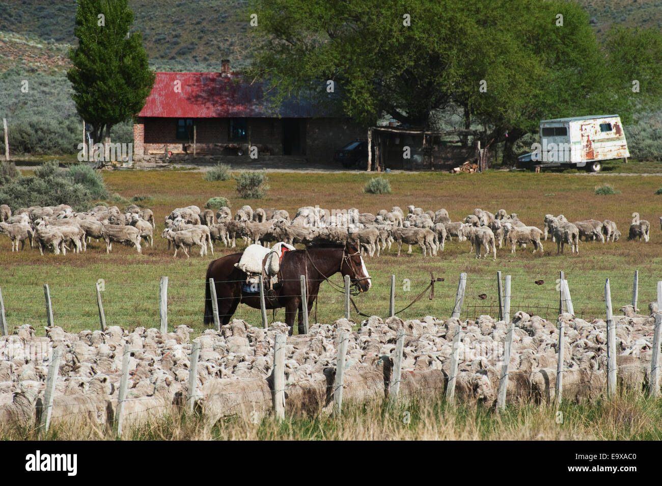 Sheep ovis aries in a pen hi-res stock photography and images - Alamy