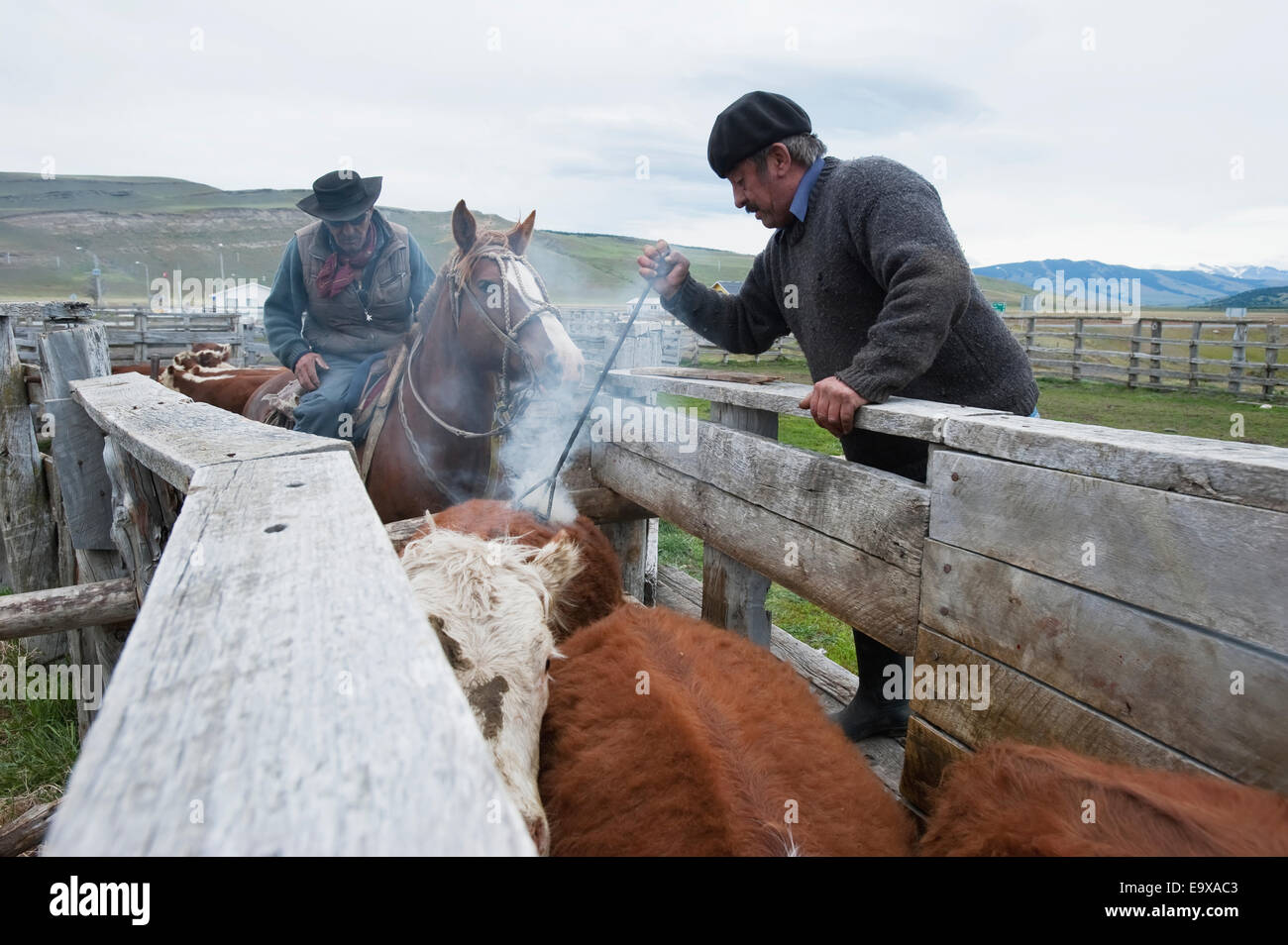 Cowboy branding cow branding iron hi-res stock photography and images - Alamy