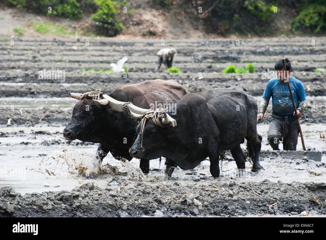 Livestock mud muddy messy hi-res stock photography and images - Alamy