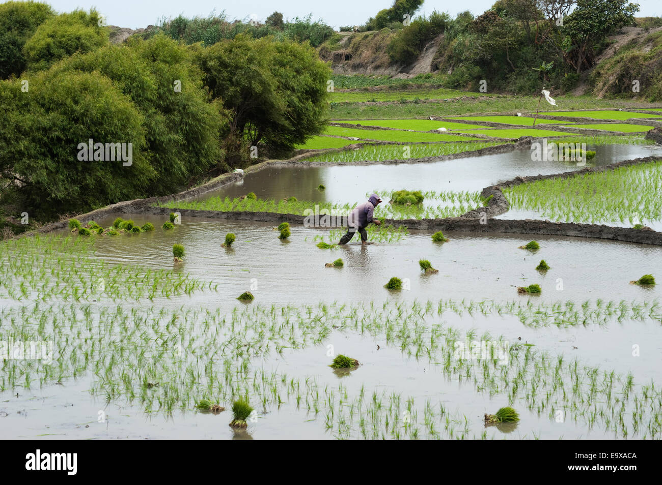 Rice paddy; La Libertad, Peru Stock Photo - Alamy