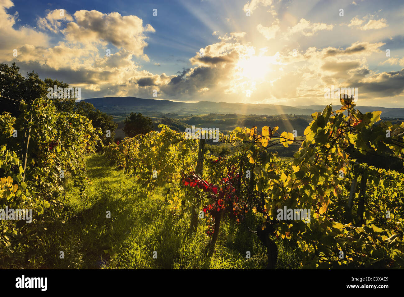 Vineyard; Ulignano, Tuscany, Italy Stock Photo - Alamy