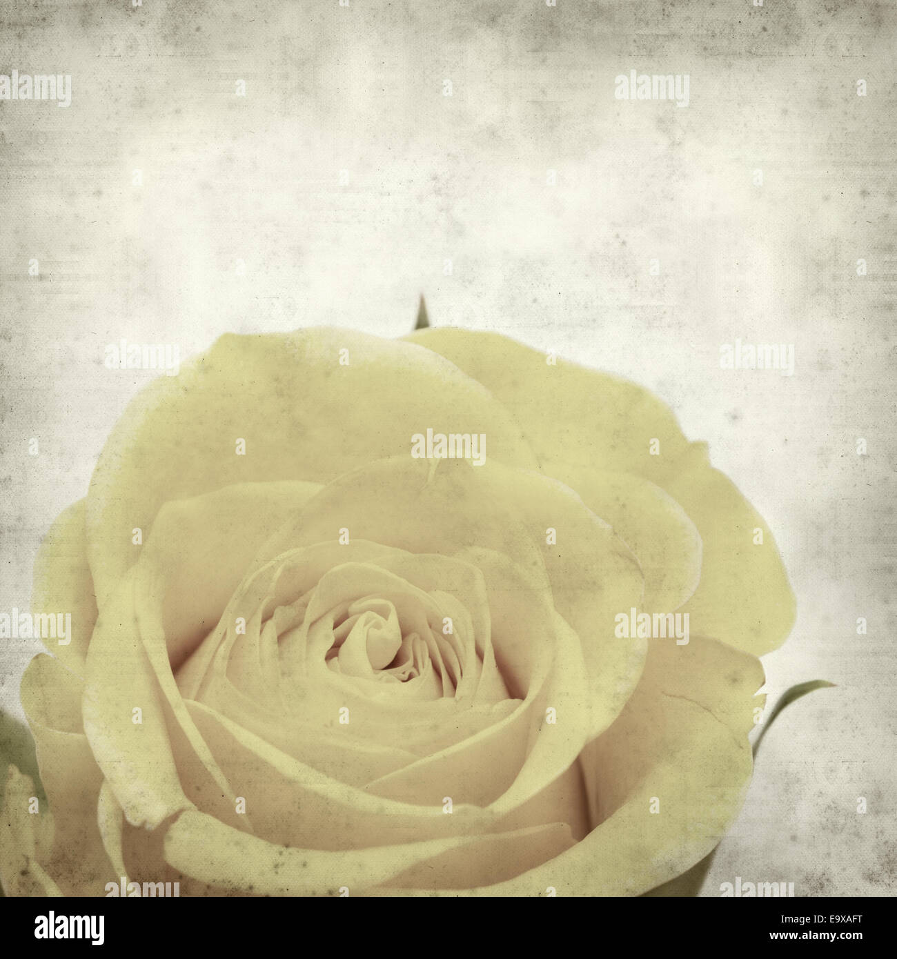 textured old paper background with yellow rose Stock Photo - Alamy