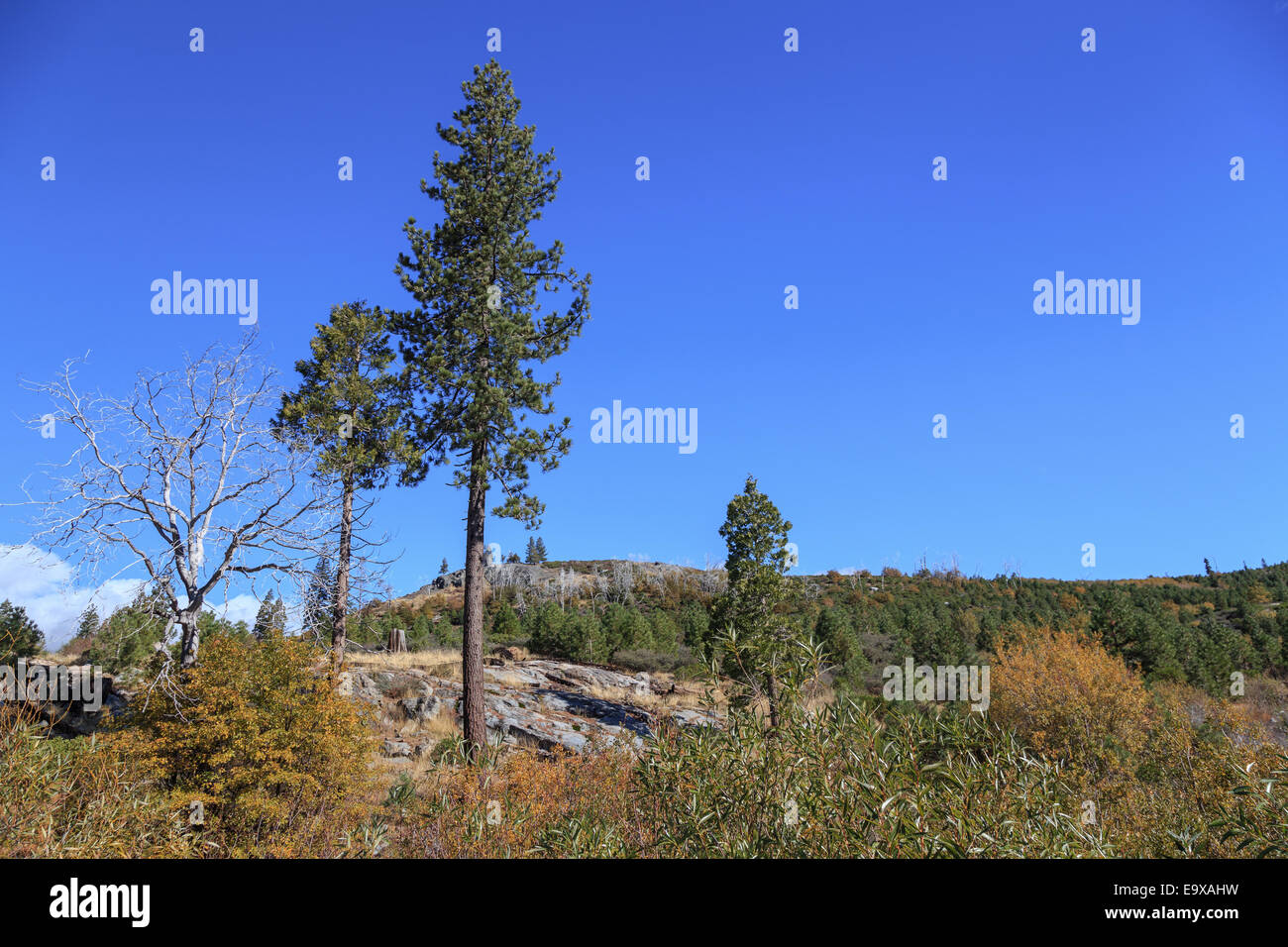 Sparse trees on a high plateau on the California side of the Sierra ...