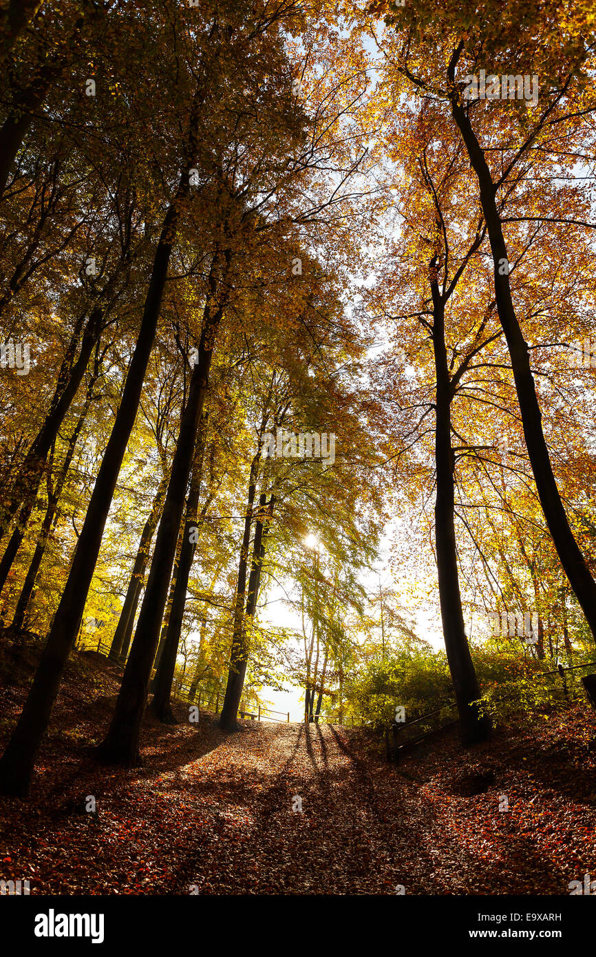 Forest trail trees autumn hi-res stock photography and images - Alamy