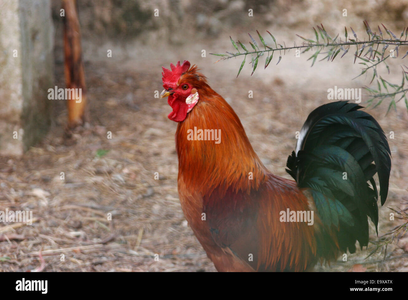 A single free range cockerel at organic farm Stock Photo - Alamy