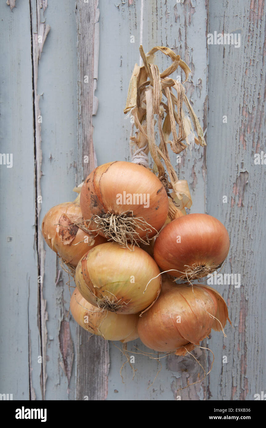 String of onions hung up hi-res stock photography and images - Alamy