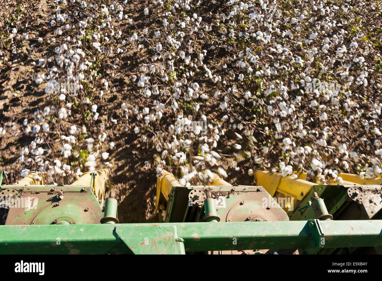 Cotton picker while picking cotton in Hinds County; Vicksburg ...