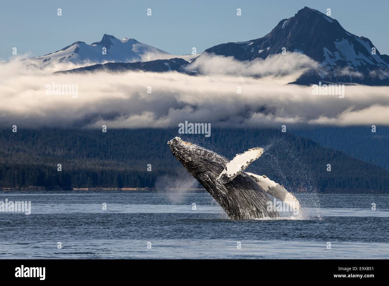 Alaska,Mountain,Humpback Whale,Lynn Canal Stock Photo - Alamy