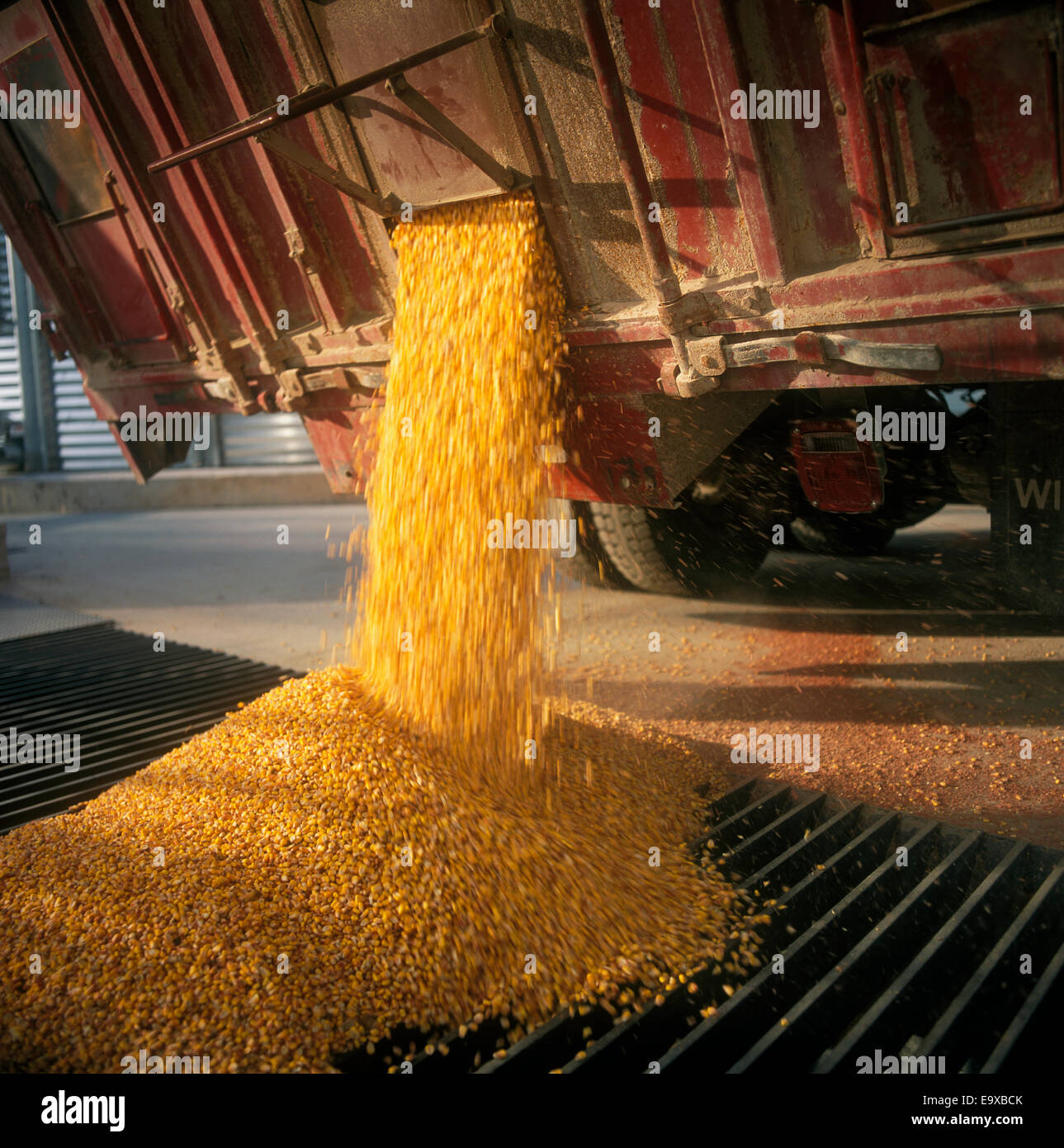 Agriculture - Grain corn being unloaded from a grain truck at a grain ...