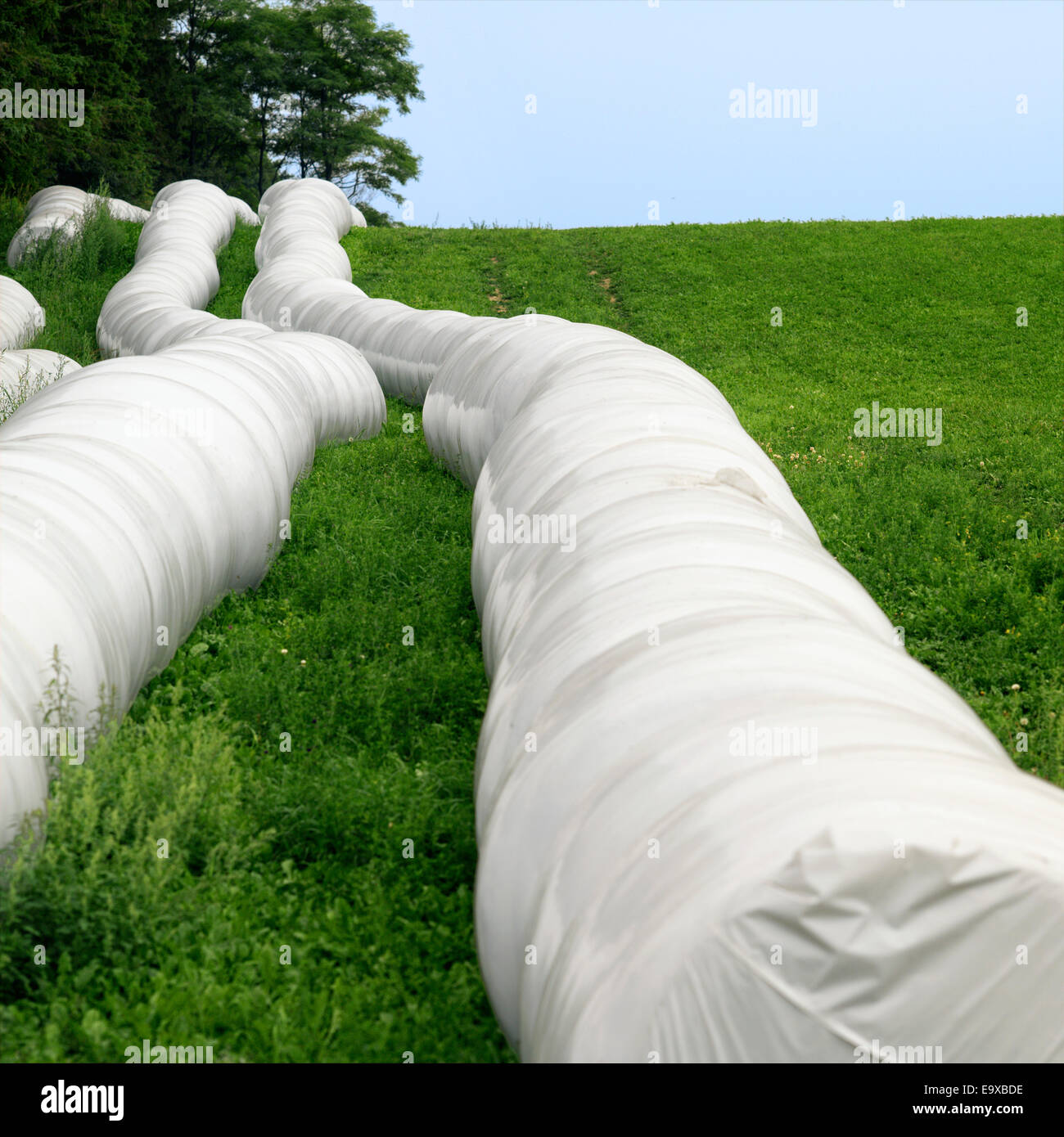 Agriculture - Plastic wrapped round bales of alfalfa hay on the edge of ...