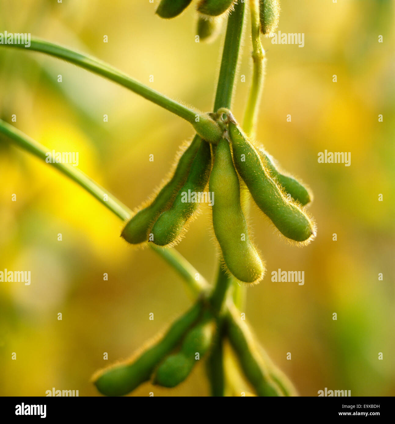 Soybean field stalk hi-res stock photography and images - Alamy