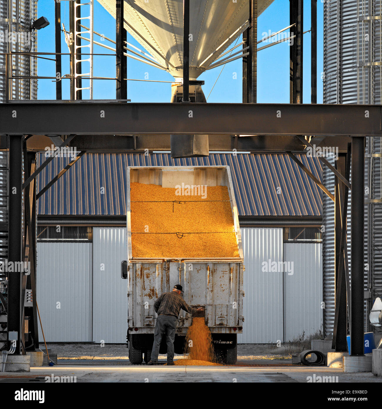 Agriculture - A grain truck unloads corn at a grain elevator / Ontario ... Agriculture - A grain truck unloads corn at a grain elevator / Ontario ...