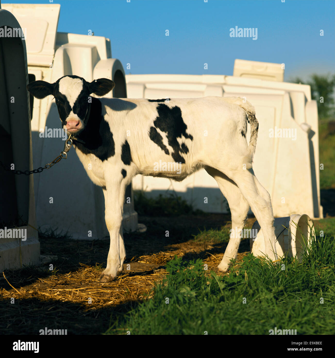 Livestock - A Holstein dairy calf in a hutch at a dairy / Ontario ...