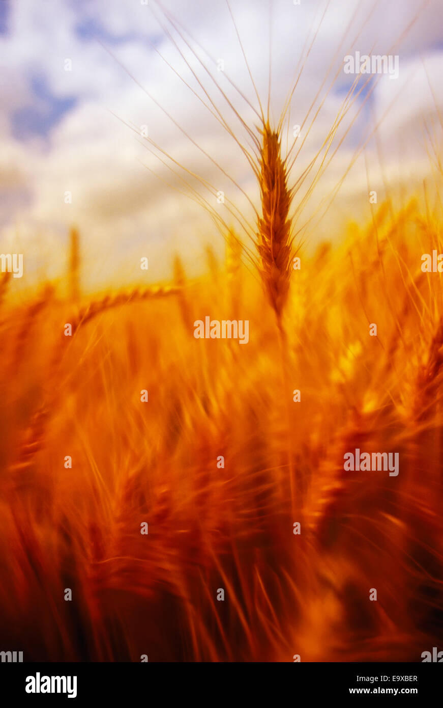 Agriculture - Closeup of a mature rye grain head in late afternoon ...
