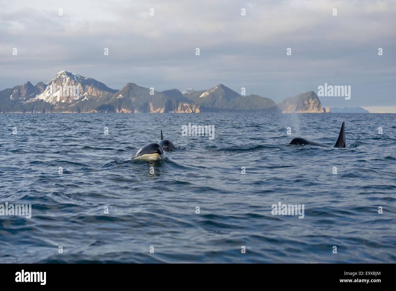 Resurrection bay alaska and orca hi-res stock photography and images ...