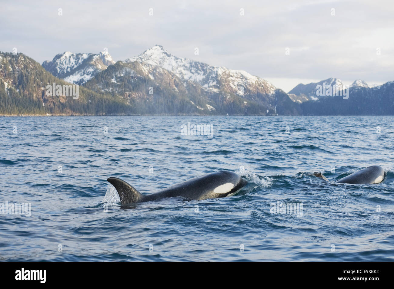 Alaska,Kenai Fjords,Orca Whale,Resurrection Bay Stock Photo - Alamy