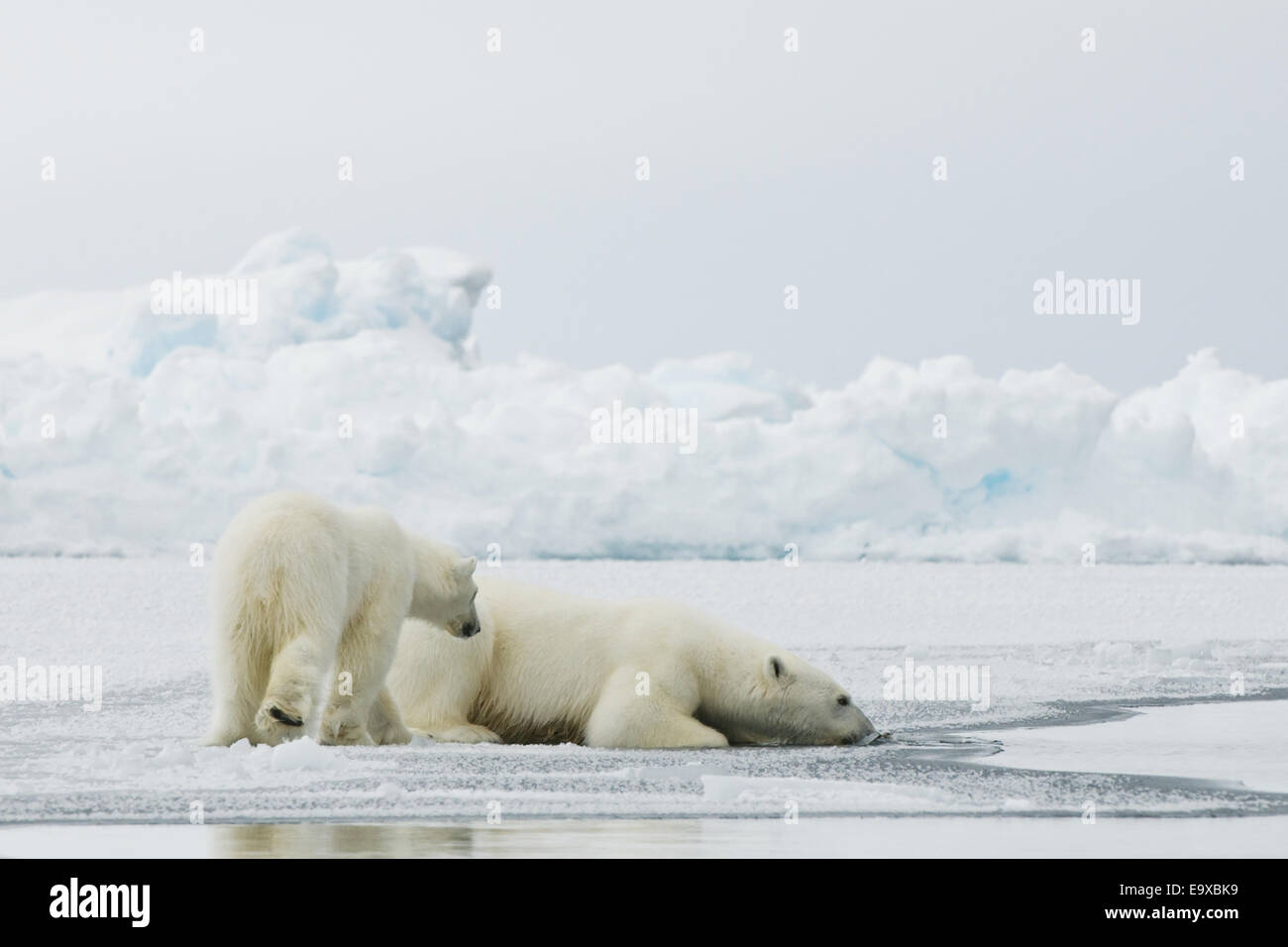 Wildlife and barrow alaska hi-res stock photography and images - Alamy